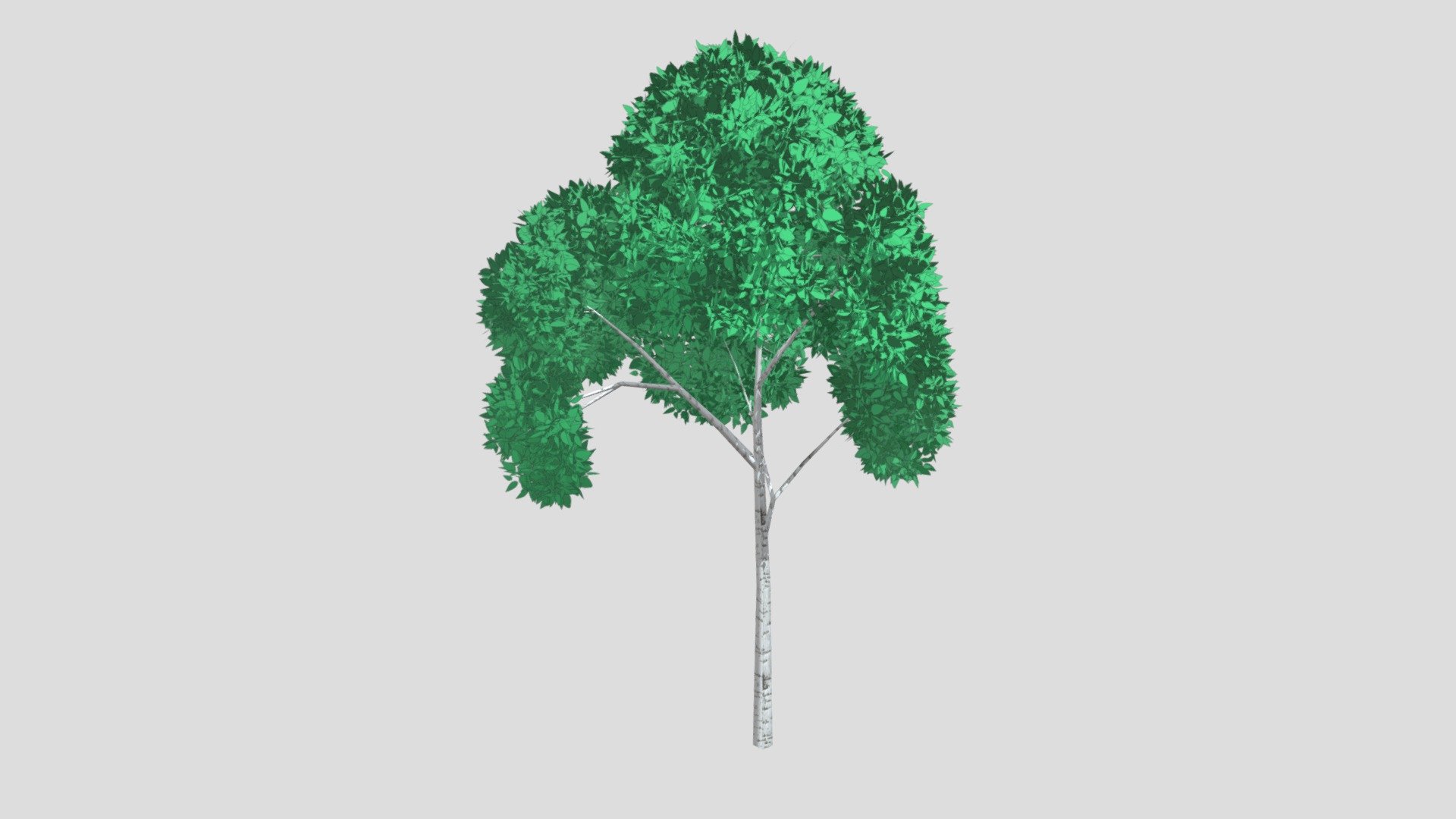 Acacia - 3D model by MrLex [5241dd2] - Sketchfab