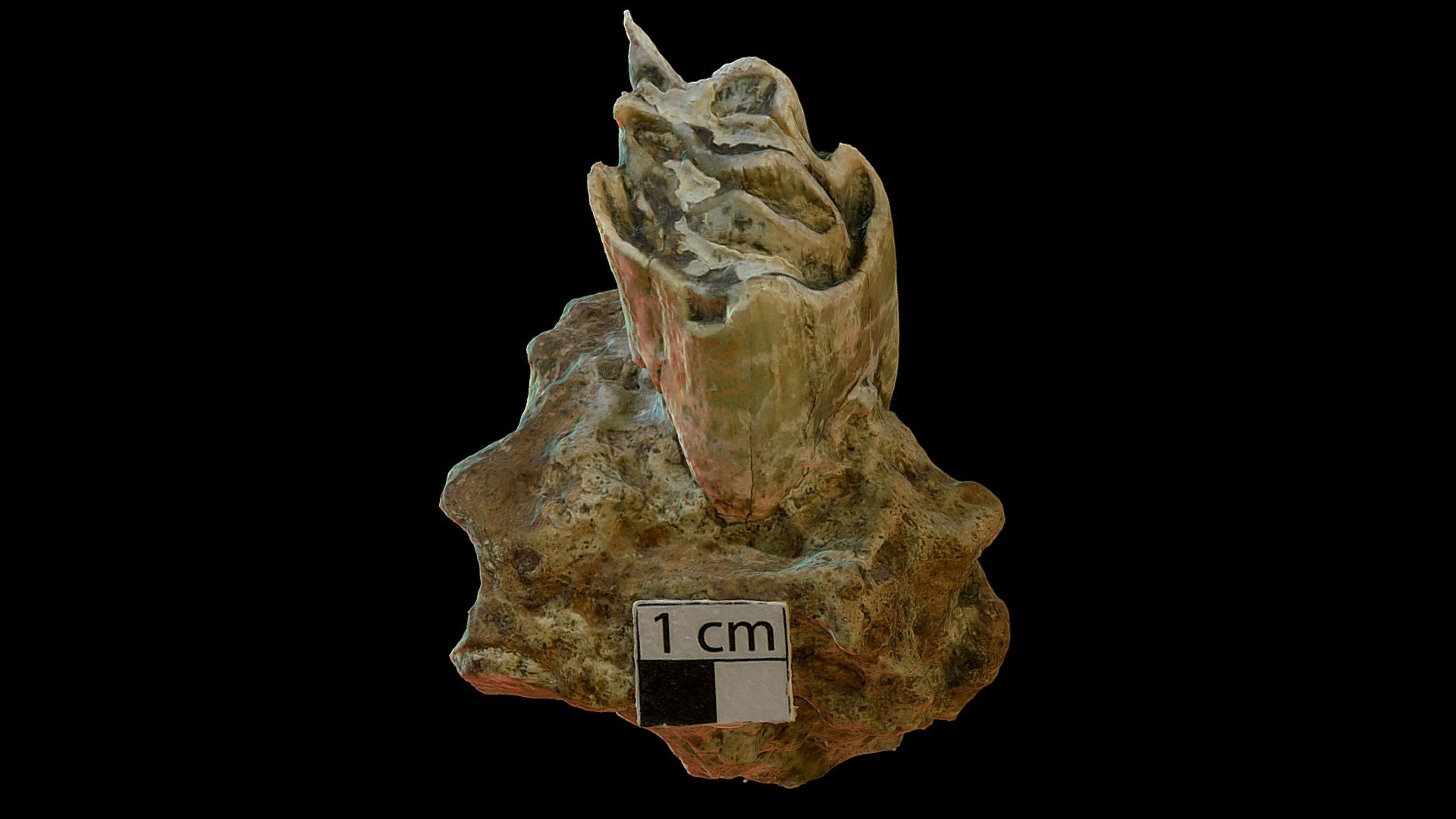 Bovid tooth - Download Free 3D model by riyabidaye [5243c41] - Sketchfab