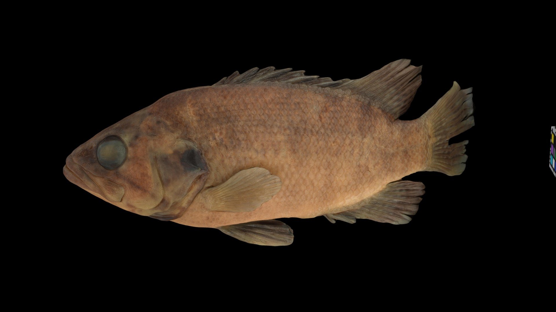 オヤニラミ Aucha Perch, Coreoperca kawamebari - 3D model by ffish.asia ...