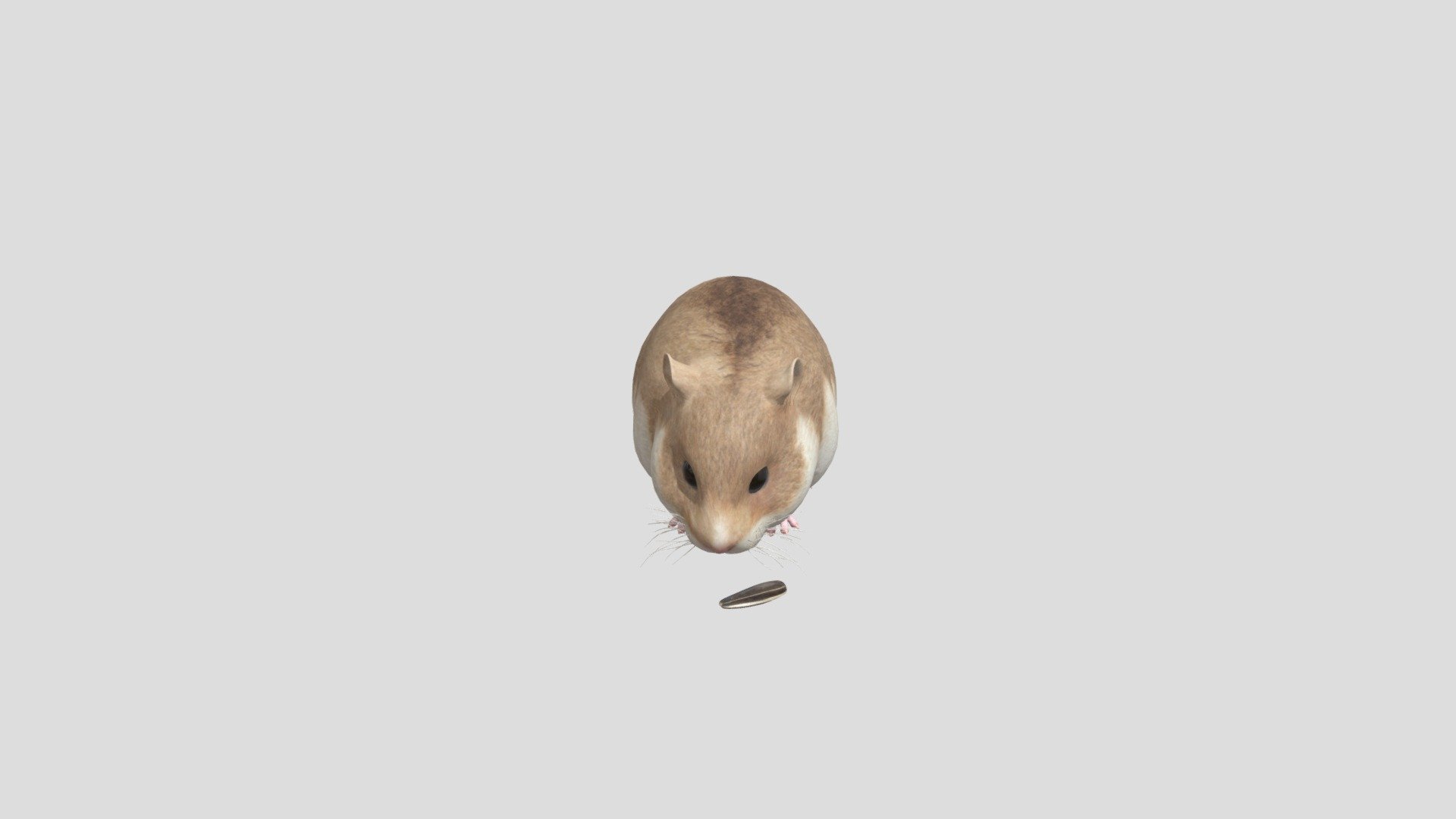 Hamster - Buy Royalty Free 3D model by Phil3D (@philosophie) [524cbae ...