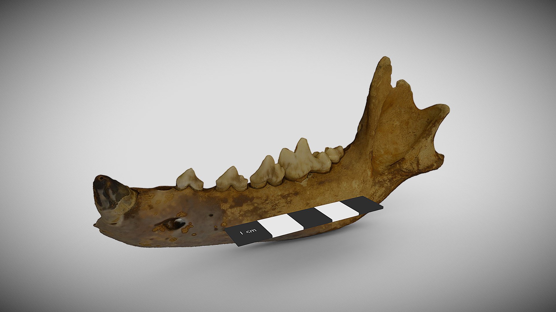 Dingo mandible - 3D model by UQ School of the Environment (@UQ_SEES ...