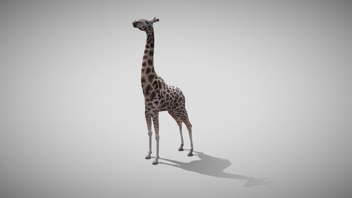 Giraffe 3D models - Sketchfab