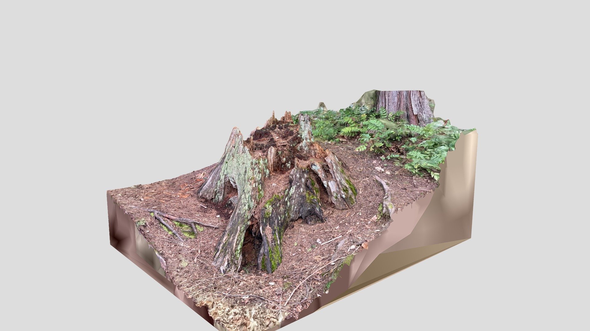 Old Tree Stump - Download Free 3D model by M Parkinson (@chimaera ...