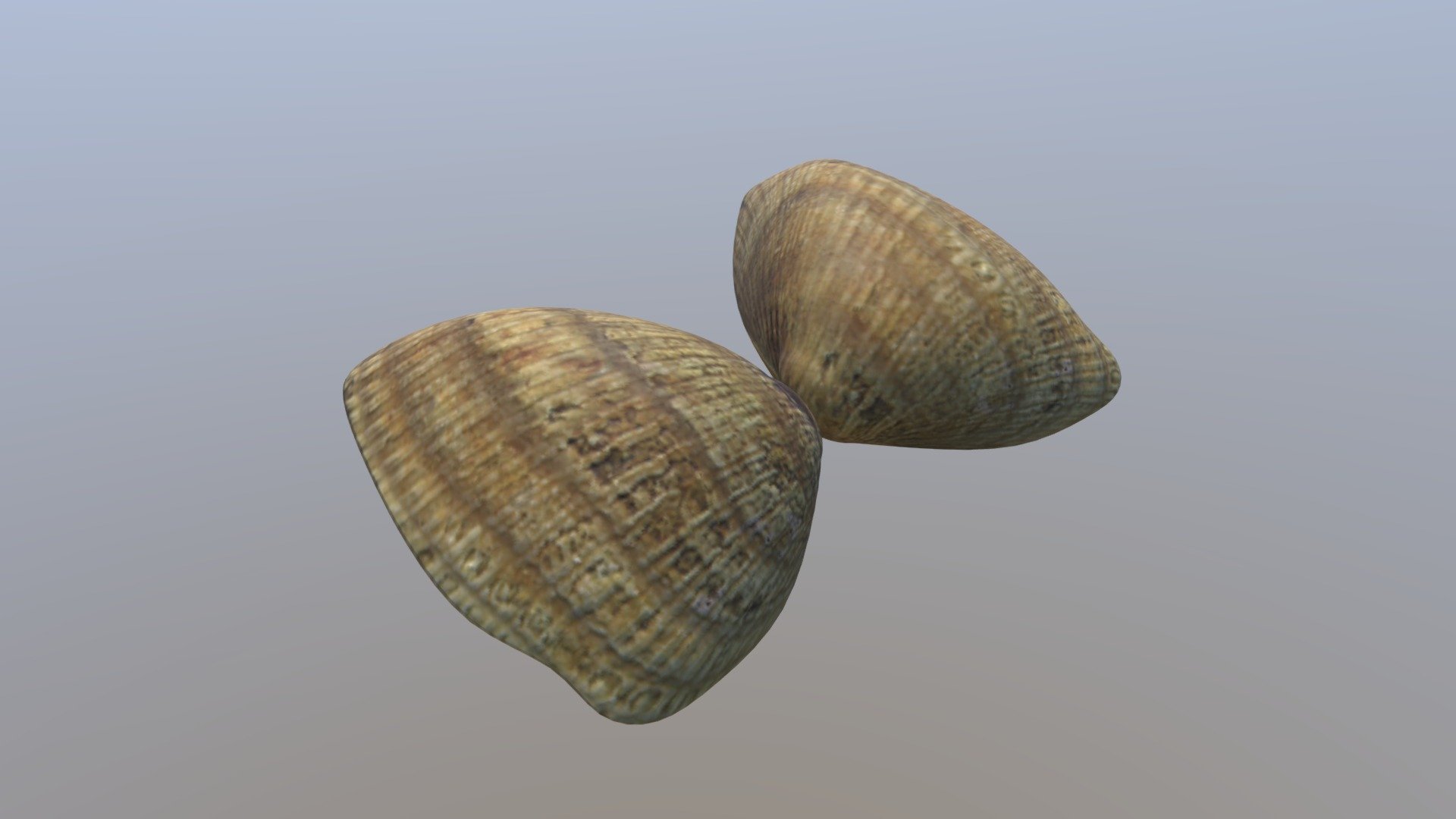 Question 3C Arca - 3D model by Systematic Paleontology Missouri S&T ...