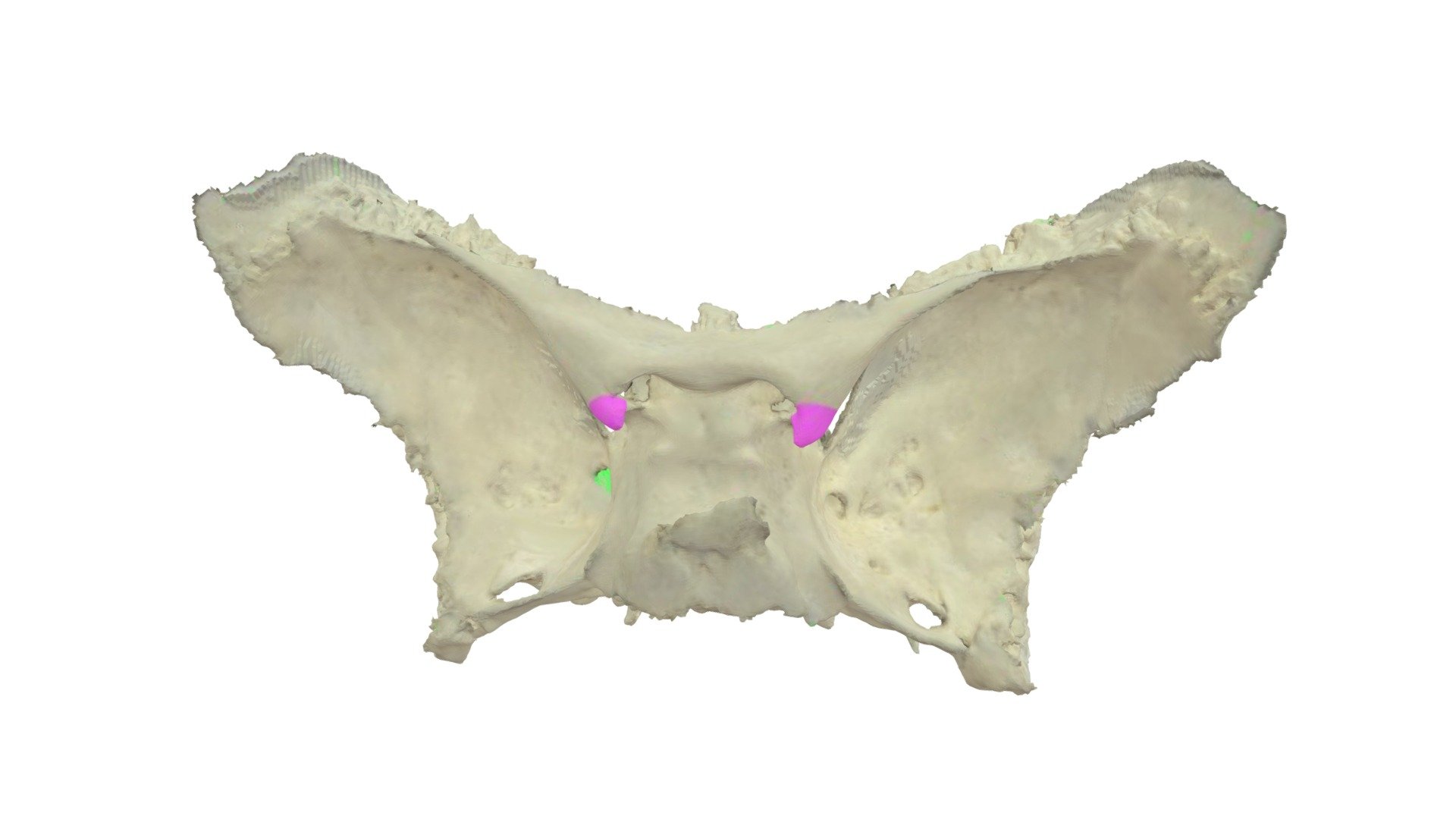 os sphenoidale-Ala Minor-Ala Major - 3D model by Universiteit Antwerpen ...