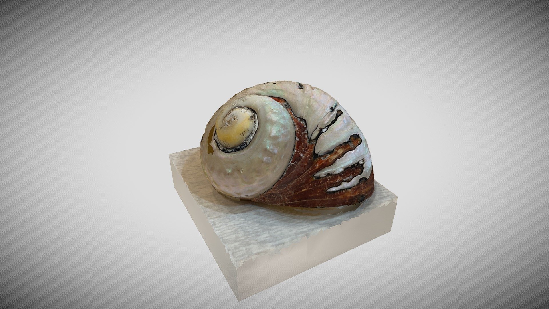 Sea Shell - Download Free 3D model by Haxsta [5257c11] - Sketchfab