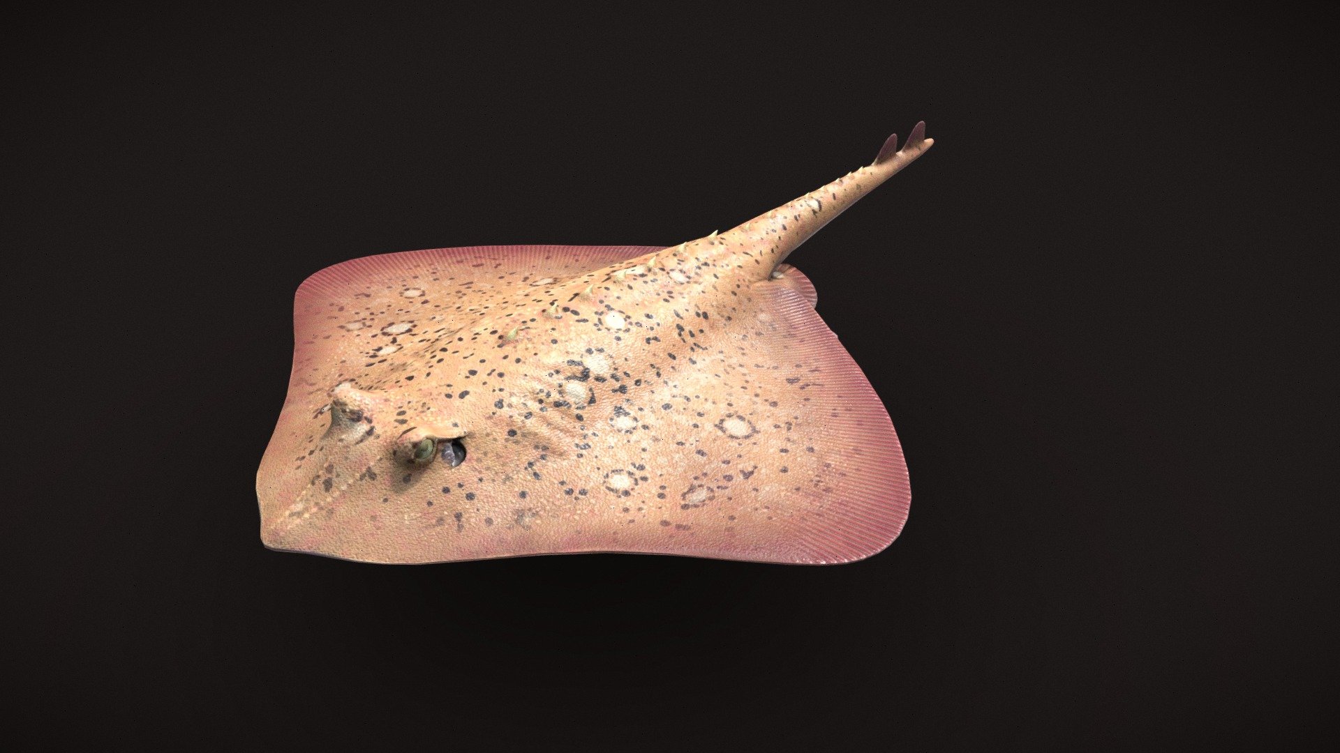 Skate Fish - 3D model by Red Apple Technologies (@redappletechnologies ...