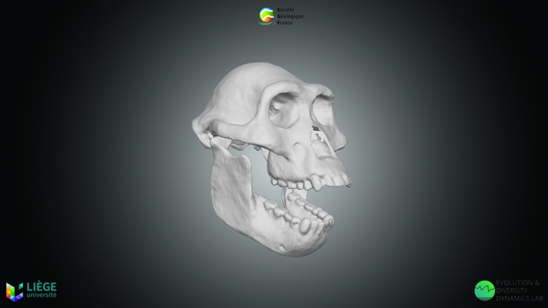 Primates - Australopithecus africanus - Download Free 3D model by ...