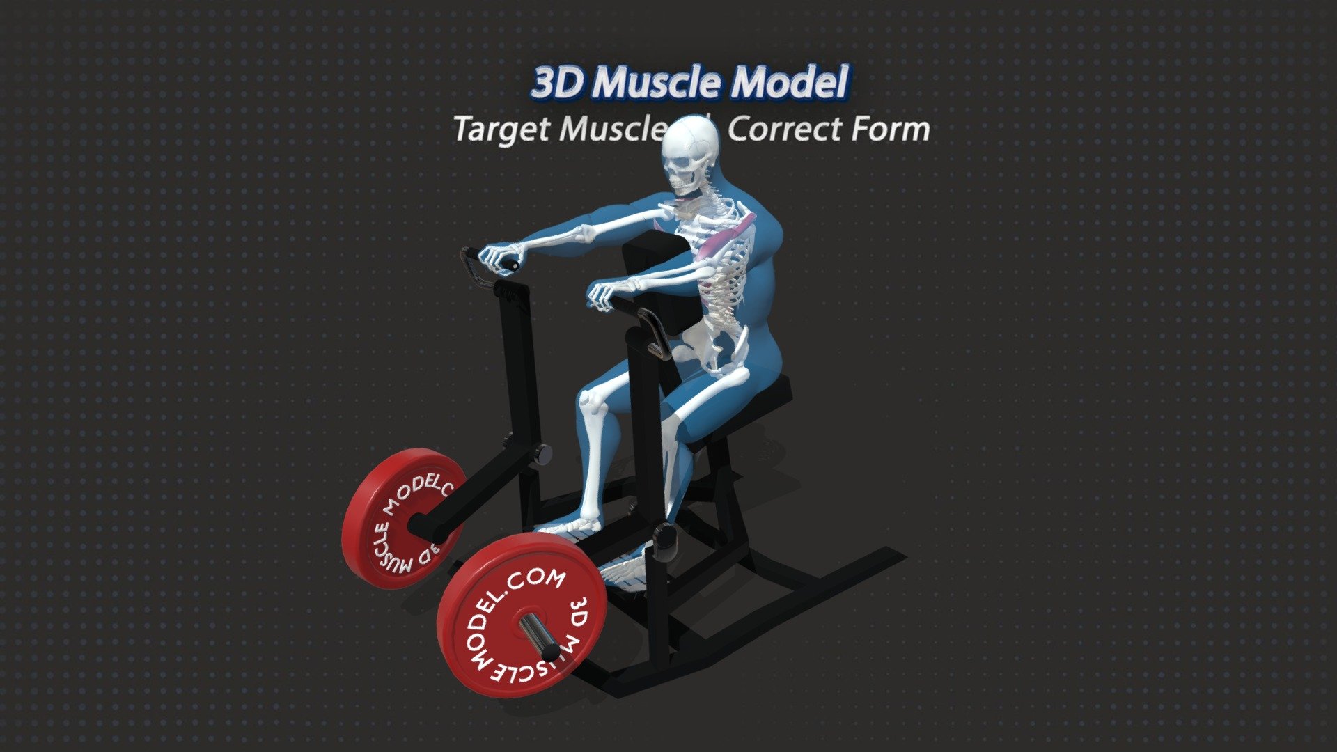 35. The Plate Loaded Row - 3D model by Mike - 3D Muscle Model (@mikeshortall1991) [52627fc ...