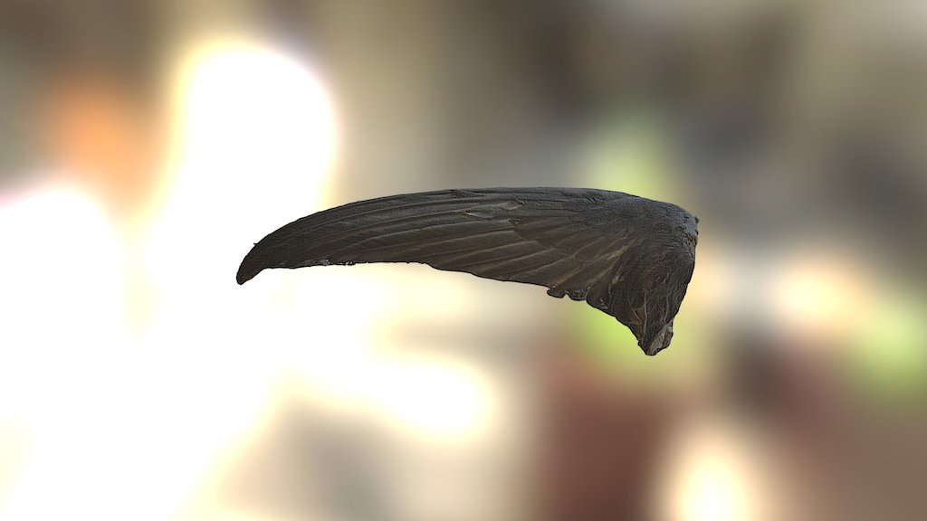 Bird Wing with Color - 3D model by S3Di [52657f3] - Sketchfab