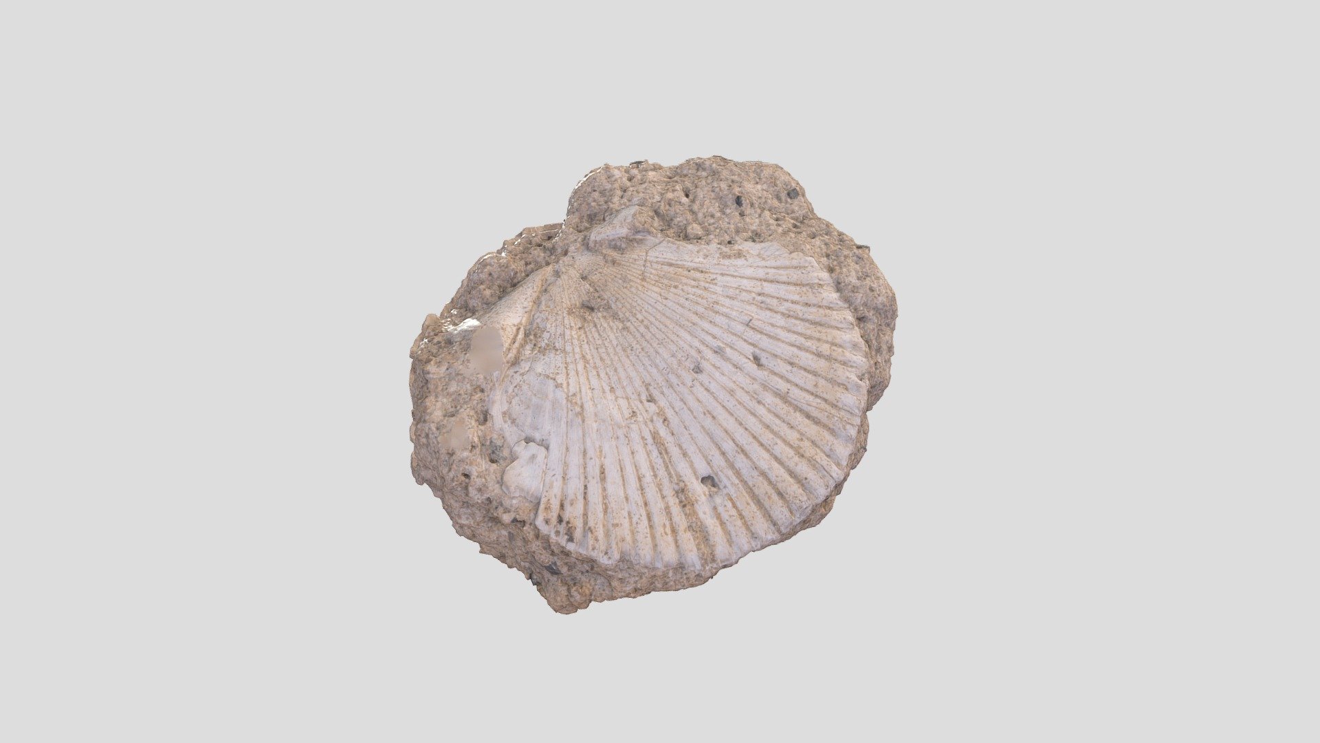 musle bile - 3D model by most creative space (@mostcreativespace ...