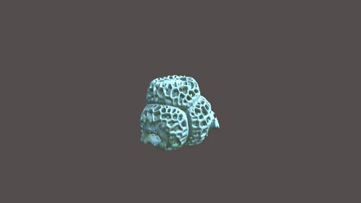 3D Pollen Project (@3dpollenproject) - Sketchfab