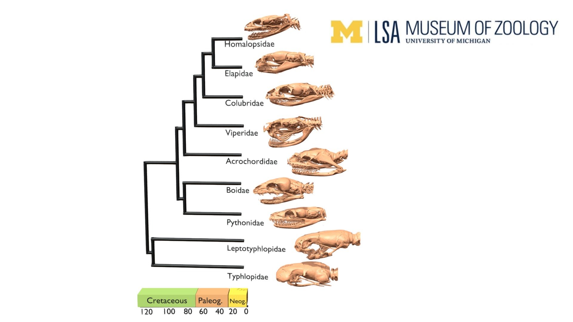 Snake skull phylogeny - 3D model by Michigan Herpetology (UMMZ ...