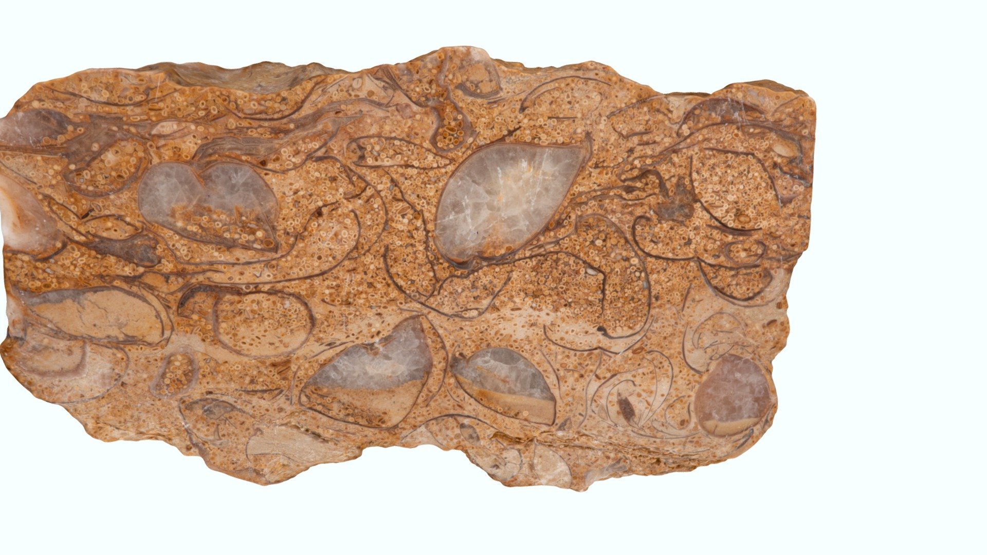 Calcaire à brachiopodes avec critère de polarité - 3D model by Ecole ...