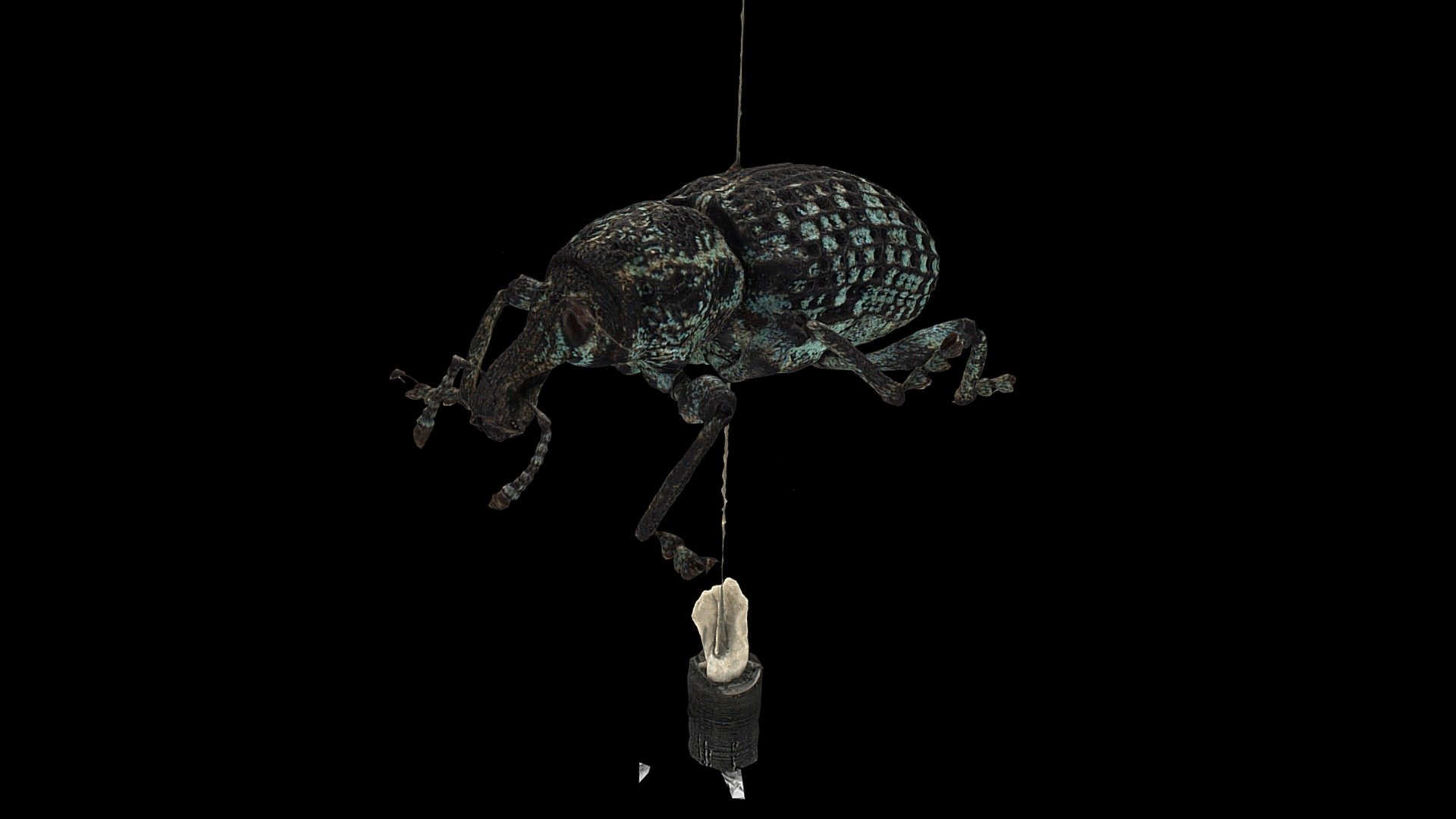 Weevil - 3D model by Rob Moore (@robmoore4812) [5277257] - Sketchfab