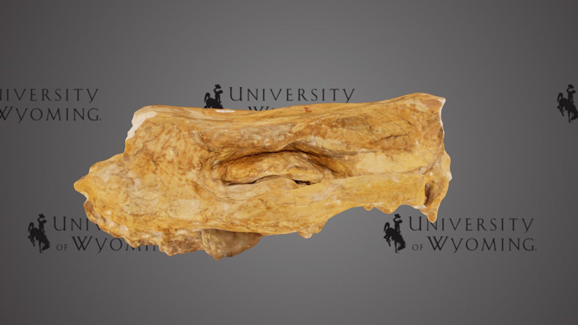 UW4996 - Diceratherium, skull - Download Free 3D model by University of ...