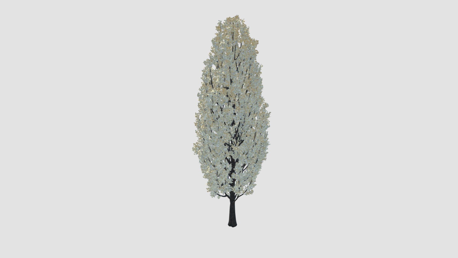 poplar tree - Buy Royalty Free 3D model by Evermotion [527d86b ...