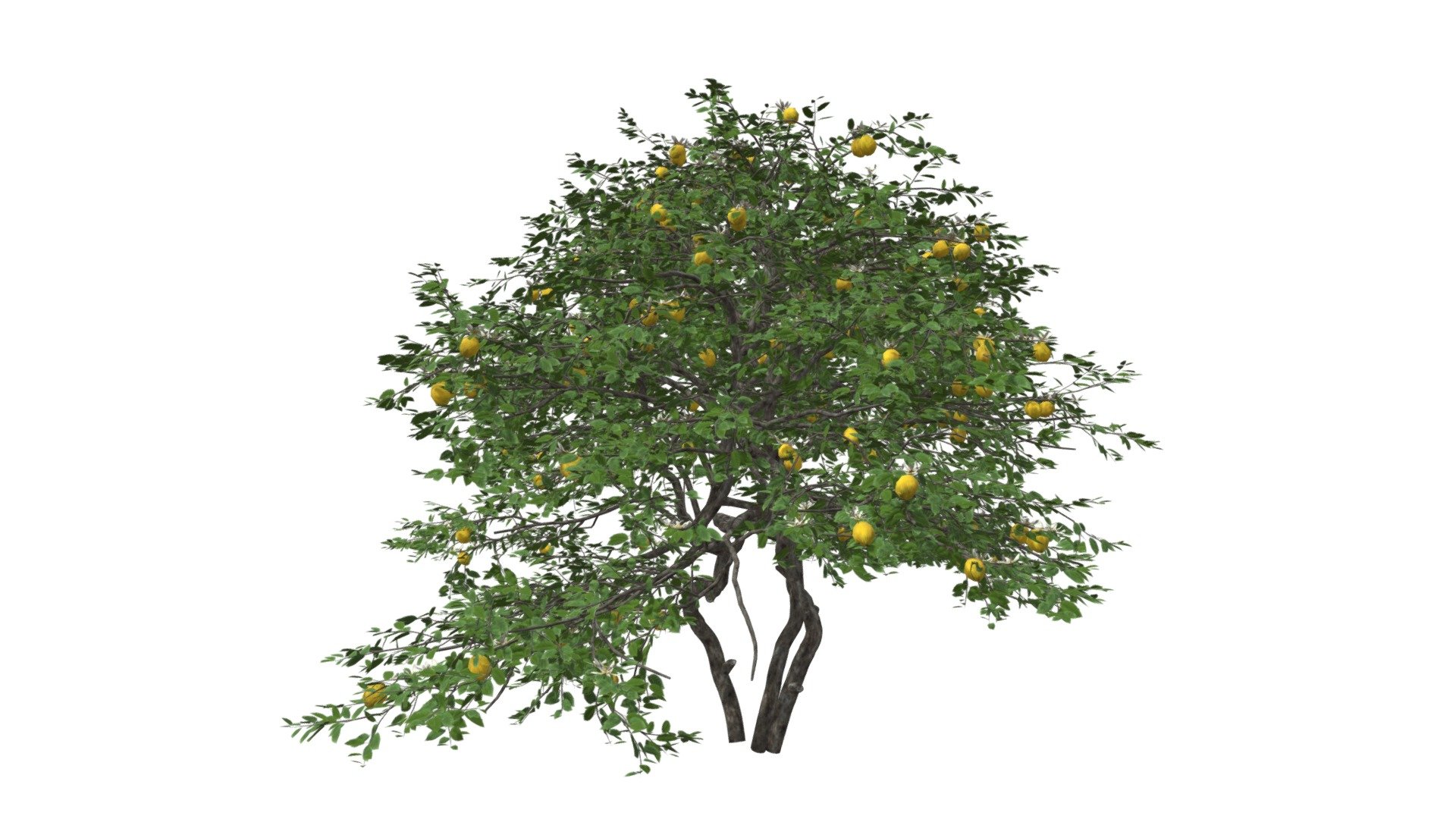 Lemon Tree #04 - Buy Royalty Free 3D model by meshshape [527da41 ...