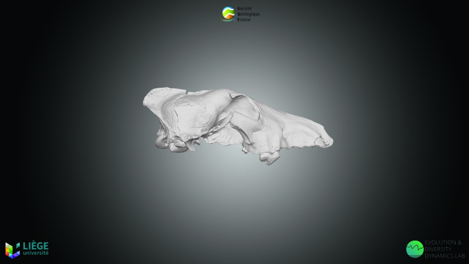 Mammifere - Canis lupus - Download Free 3D model by Société Géologique ...