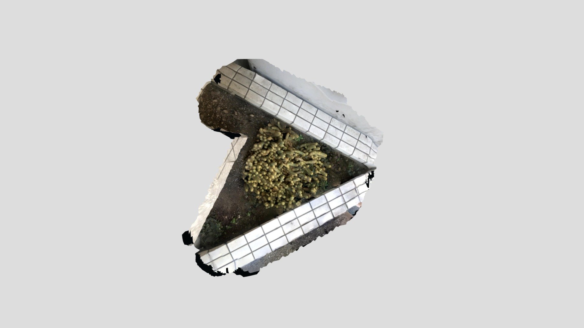 A slender looking succulent (a kind of cactus?) - Download Free 3D ...