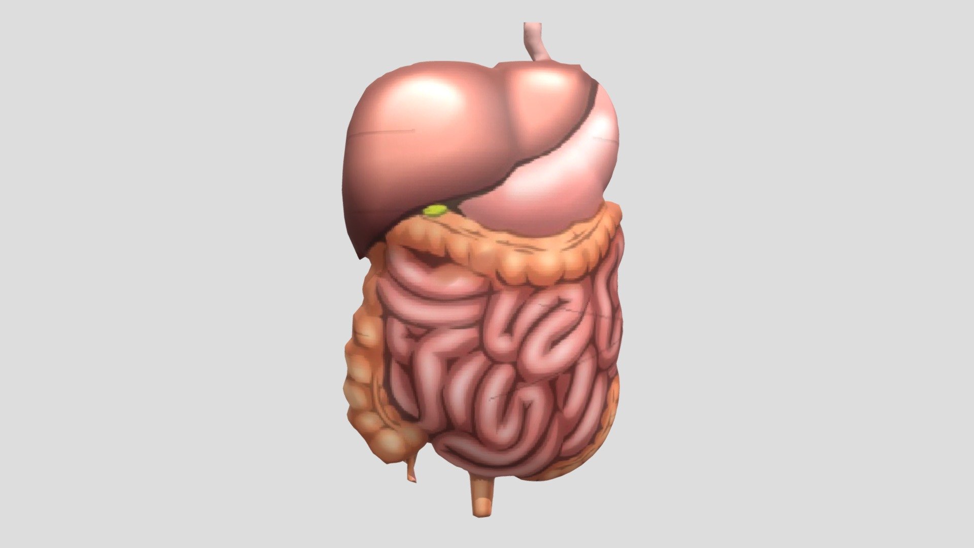 Organ Tubuh - 3D model by TriElvina [527f076] - Sketchfab