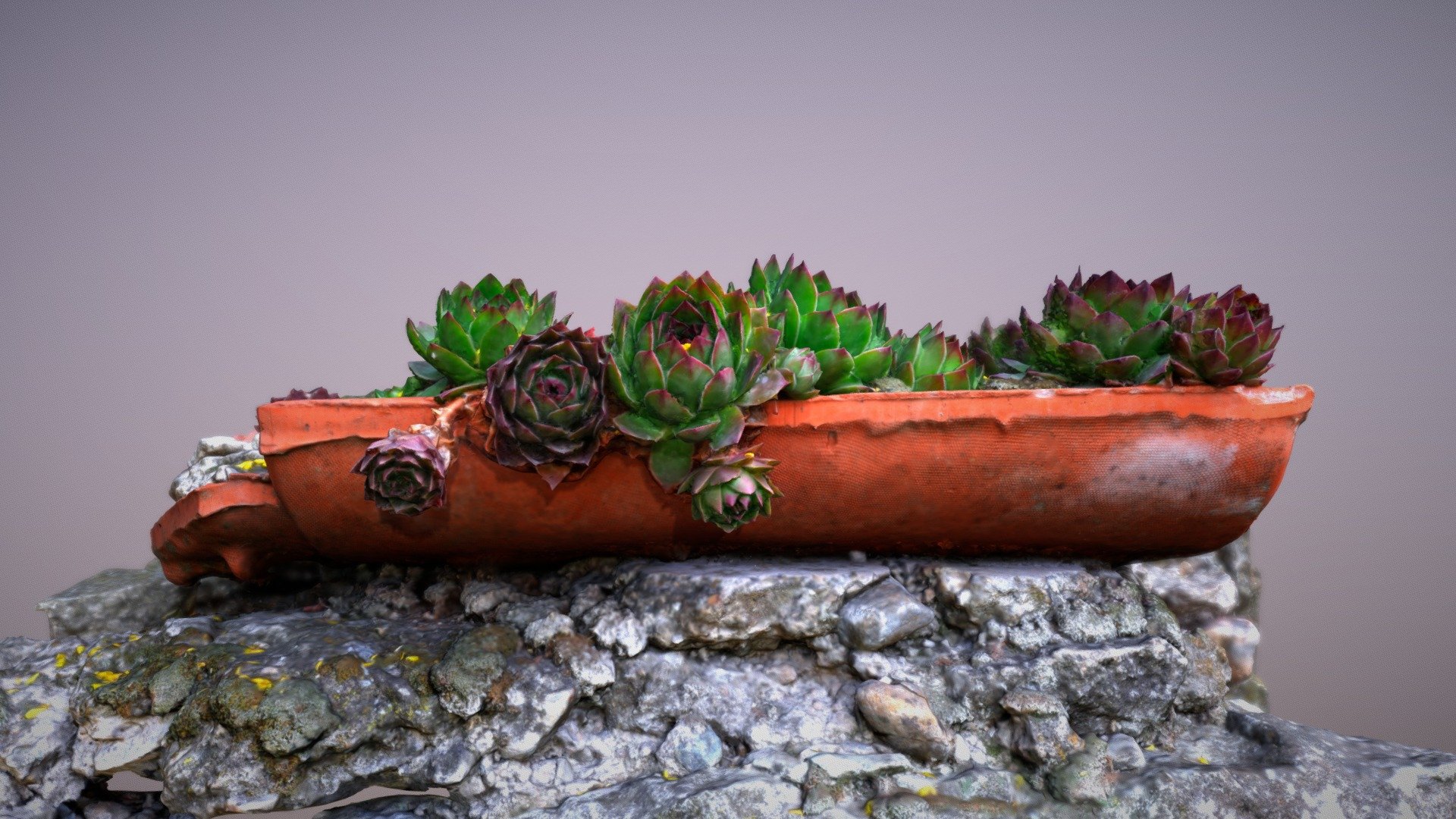 Sempervivum tectorum - Houseleek on a roof tile - 3D model by ivicas ...