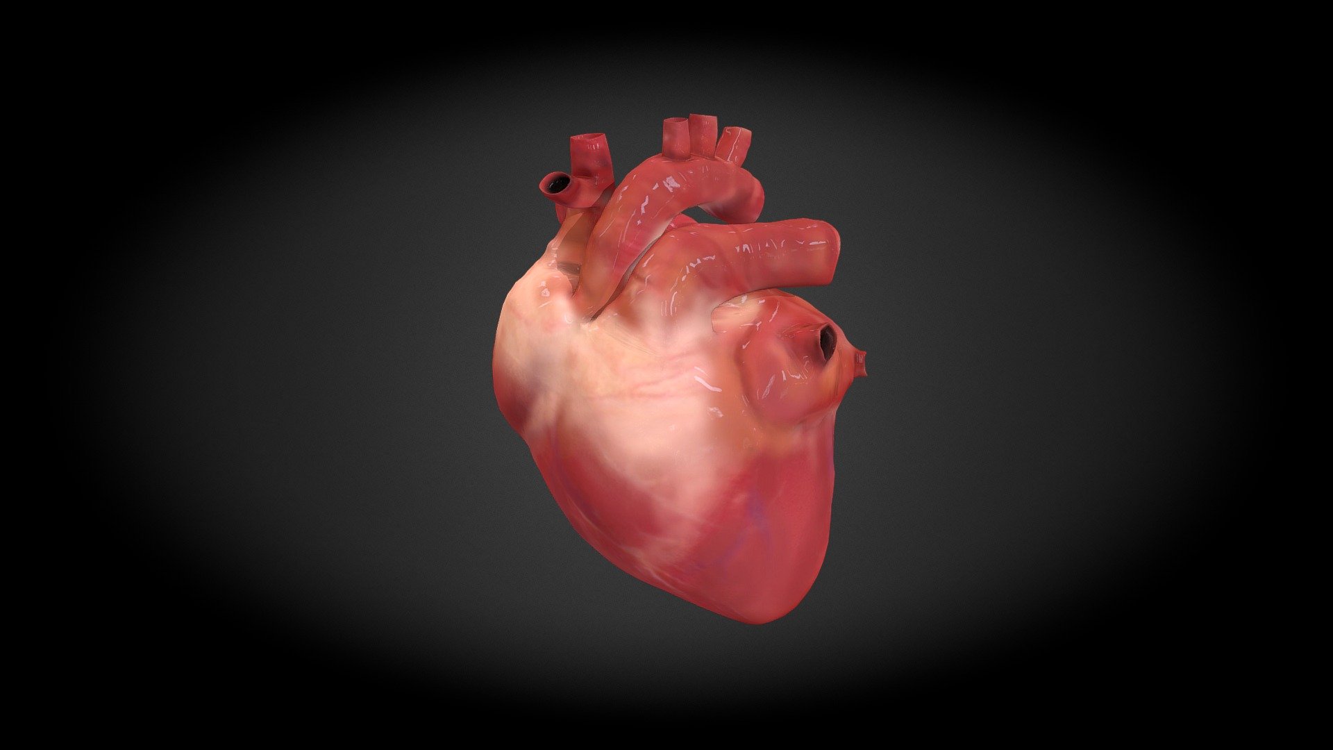 Human heart - 3D model by Linneapalmgren [52829d0] - Sketchfab