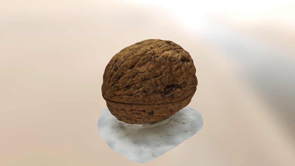 Walnut - Download Free 3D model by OpenMVS [5293b1c] - Sketchfab