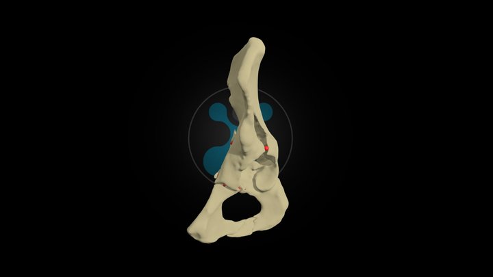 Acetabulum 3D models - Sketchfab