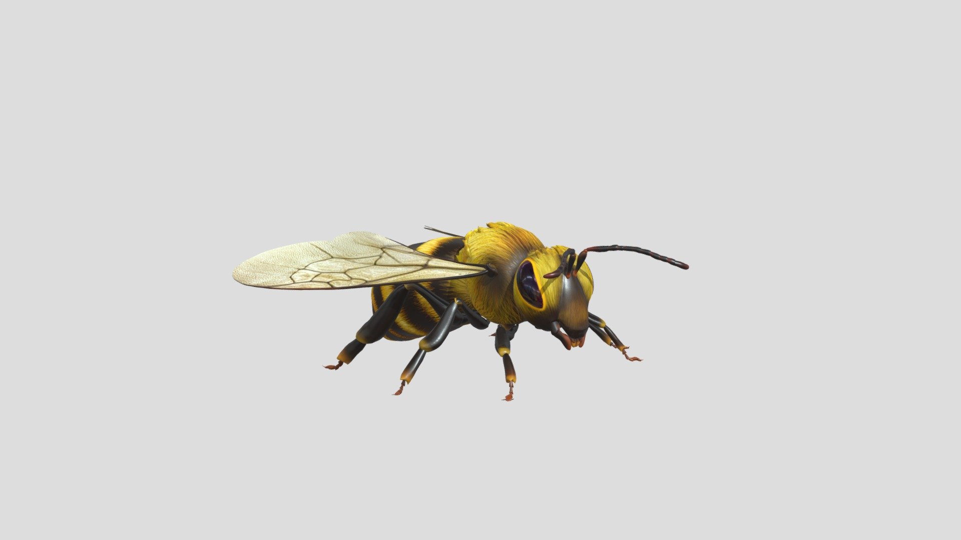 Bee - 3D model by rupakjyoti12 [5299265] - Sketchfab