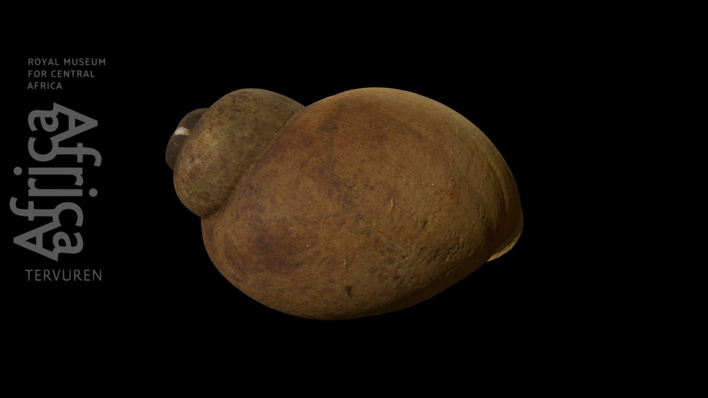 Bulinus globosus ugandae - 3D model by Royal Museum for Central Africa ...