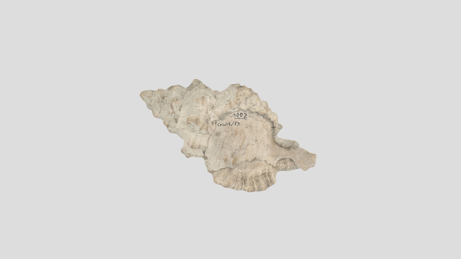 Aspella - 3D model by SMA-UniGe [52a990a] - Sketchfab