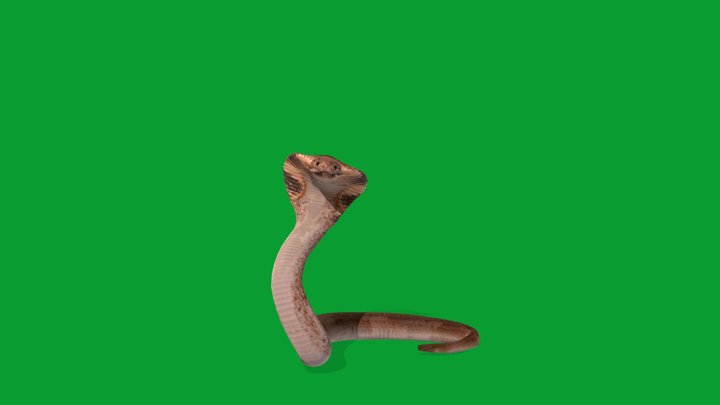 King-cobra 3D models - Sketchfab