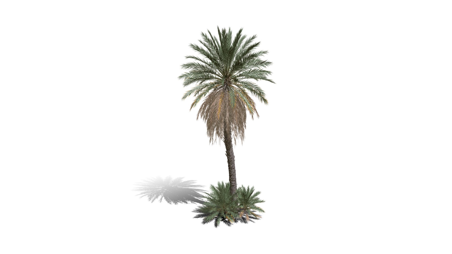 Realistic HD Date palm (30/78) - Download Free 3D model by PlantCatalog ...