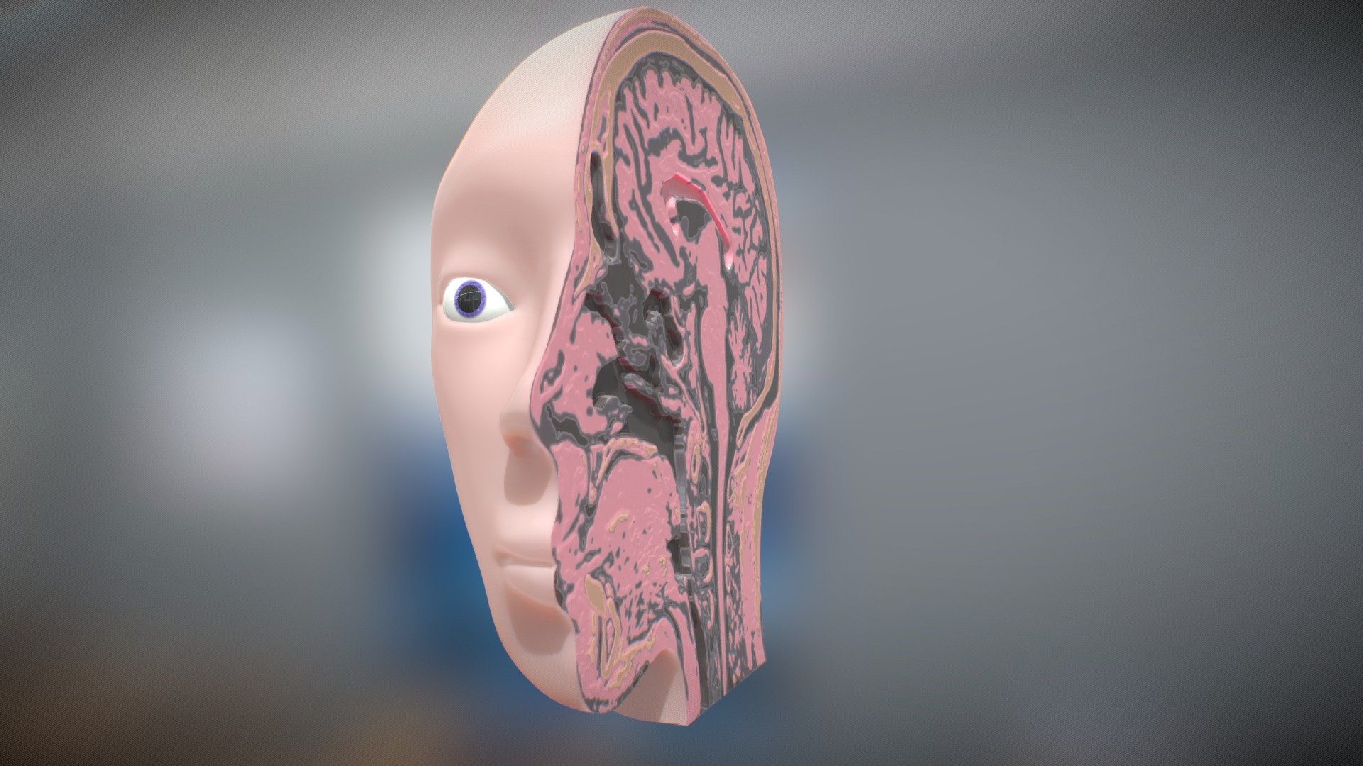 Stylised MRI Head (Sagittal) - 3D model by andrew ...