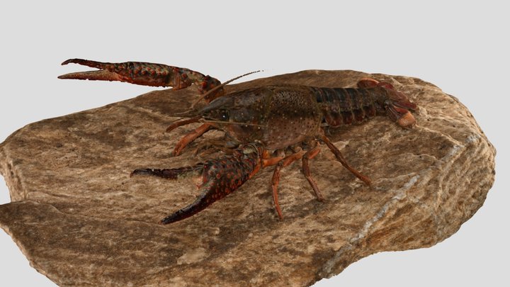 Crawfish 3D models - Sketchfab