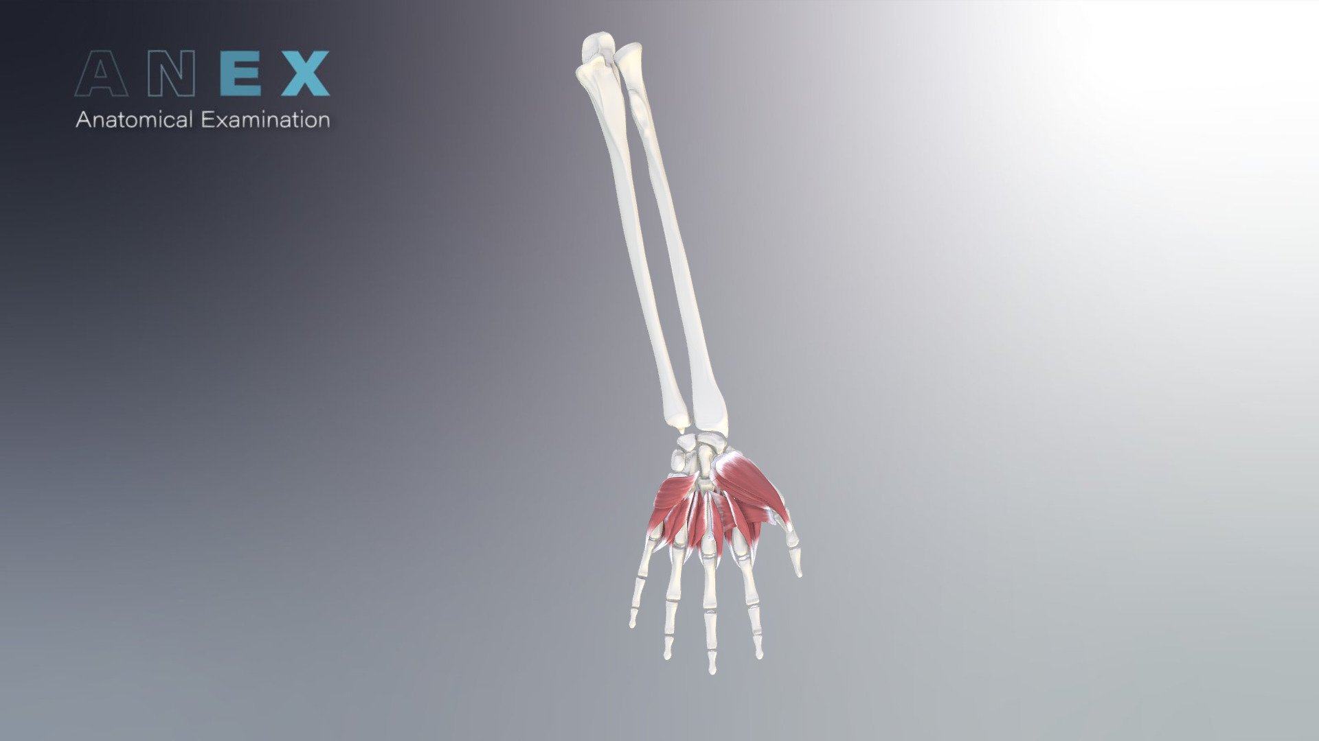 deep_hand_muscles - 3D model by imiridley [52c3f7f] - Sketchfab