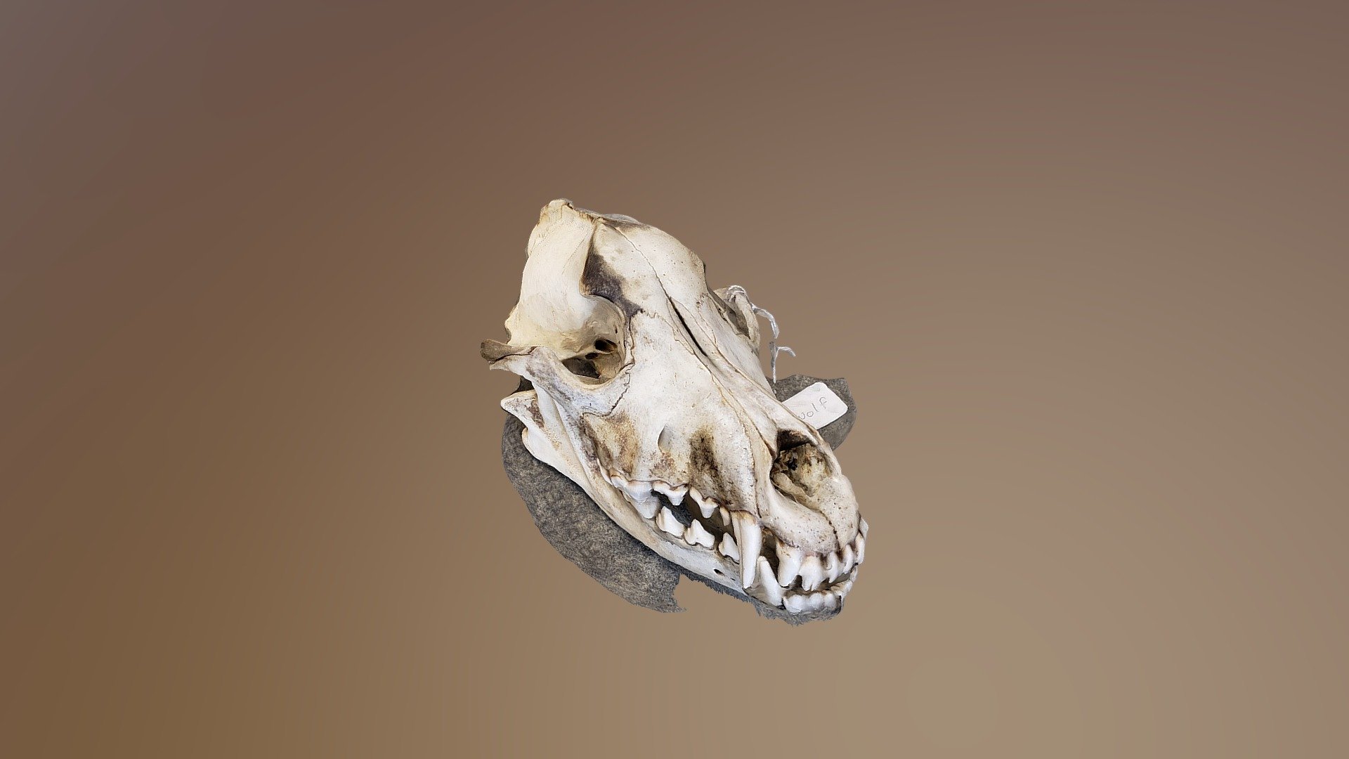 Mr. Wolf - Download Free 3D model by flinthoward [52c898d] - Sketchfab