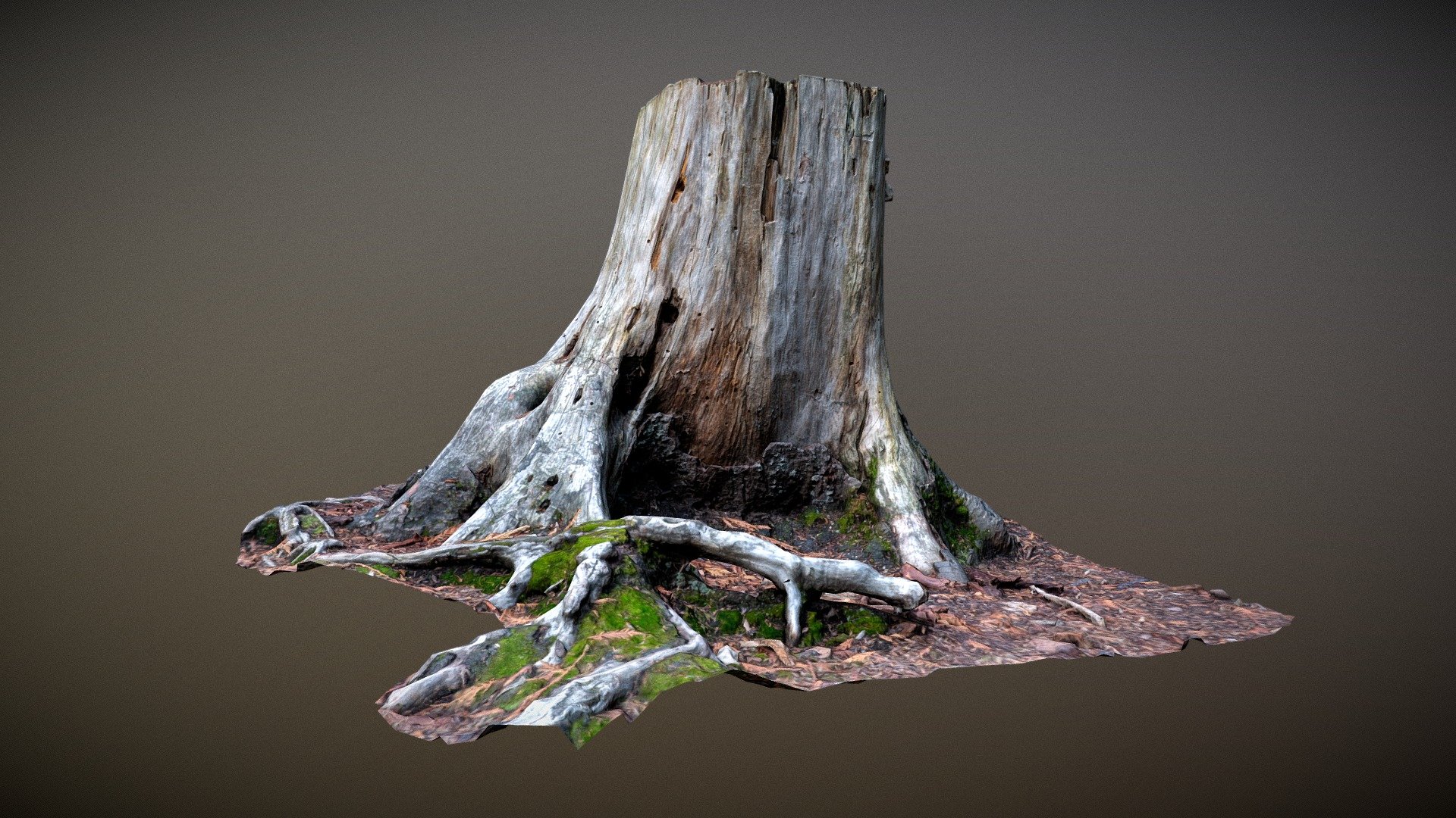Tree Stump 2 - 3D model by altermind [52cba1b] - Sketchfab
