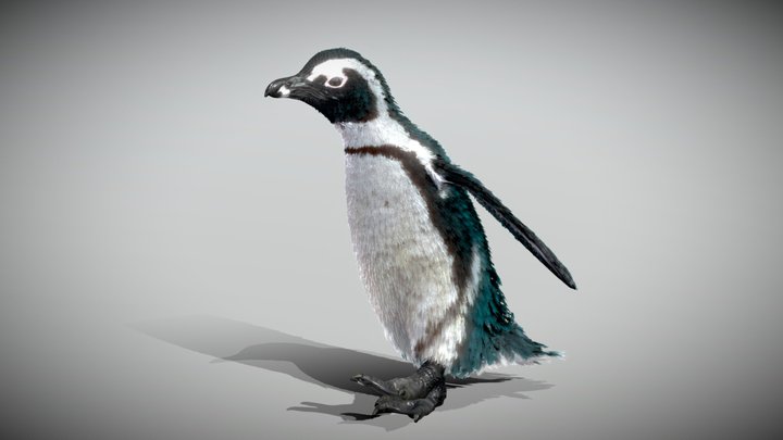 Penguin 3D models - Sketchfab