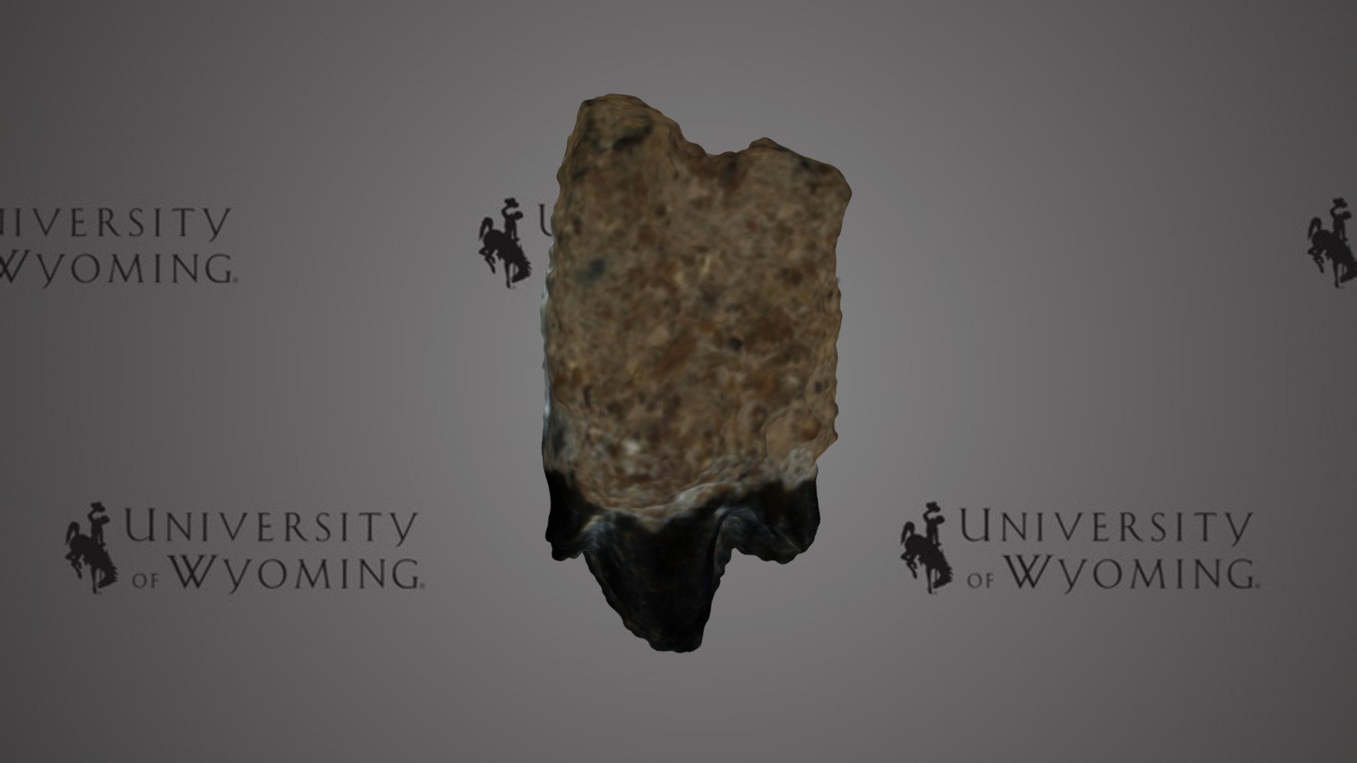 UW 6526 - Pachyaena sp., Tooth - Download Free 3D model by University ...