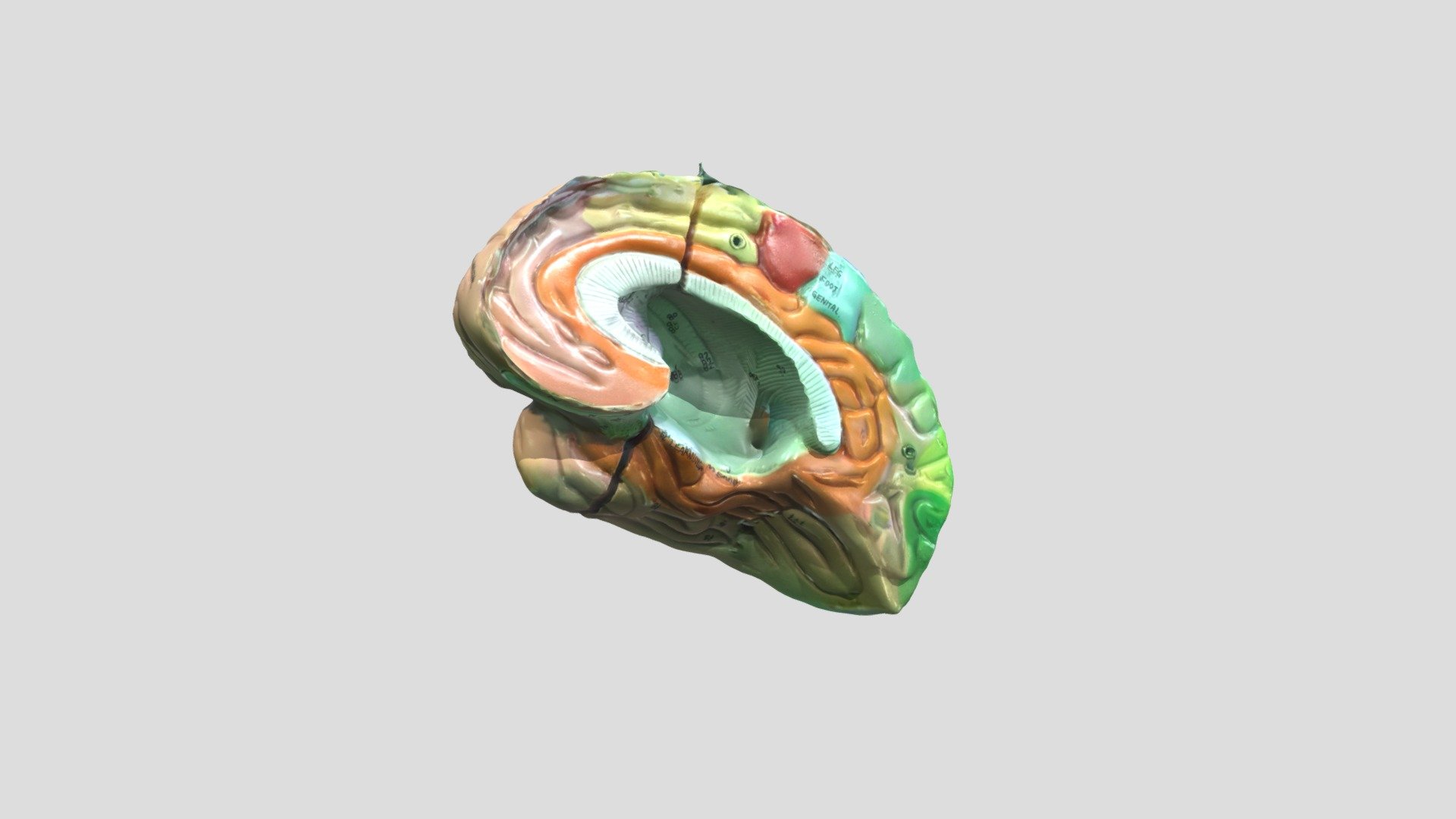 Half Brain - 3D model by Icw Openu (@icw) [52dc0d9] - Sketchfab