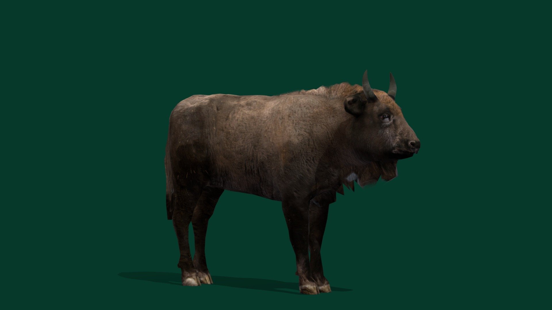 European Bison Calf (Lowpoly) - Buy Royalty Free 3D model by ...