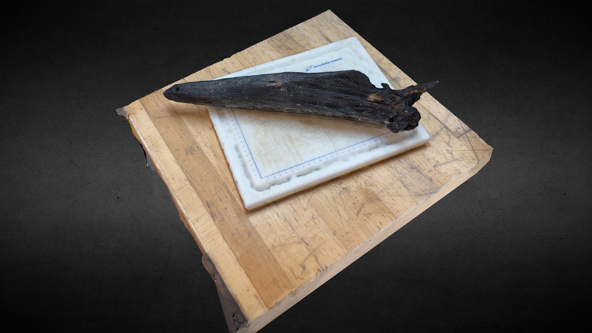 Fossilized Beaked Whale Skull - Download Free 3D model by EVNautilus ...