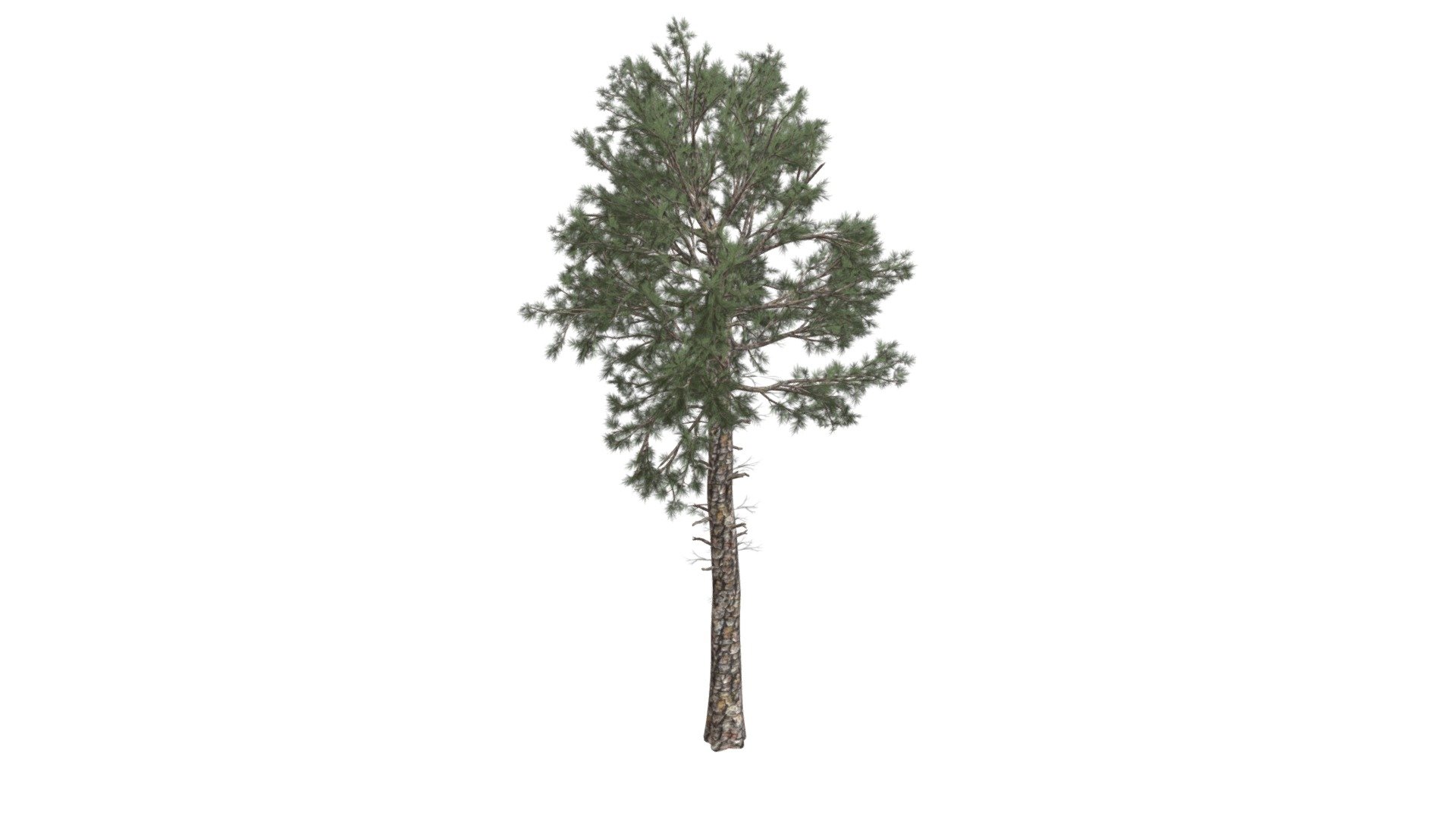 Loblolly Pine Tree #03 - Buy Royalty Free 3D model by meshshape ...