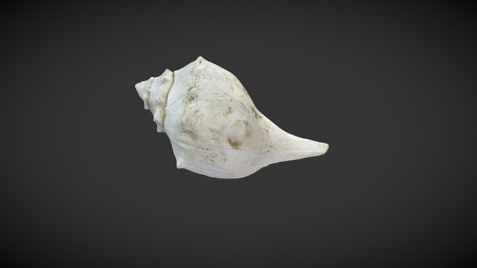 Sea Shell - 3D model by Yale Peabody Museum (@yalepeabodymuseum ...