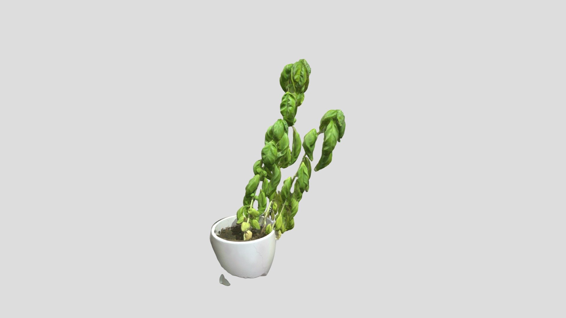 Basil - 3D model by dsmsk [52f2dc3] - Sketchfab