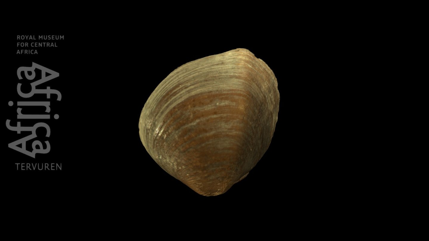 Neothauma ecclesi - 3D model by Royal Museum for Central Africa ...