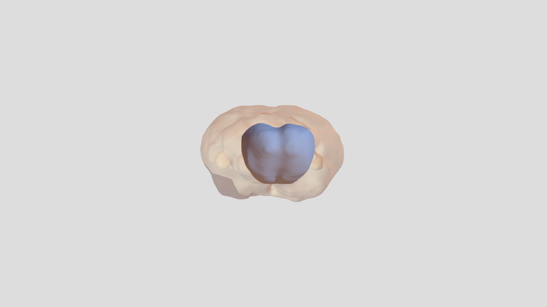 ALS Mouse Subject #28 - 3D model by sydneyhayden [52f5b24] - Sketchfab