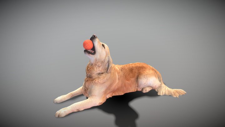 Golden-retriever 3D models - Sketchfab